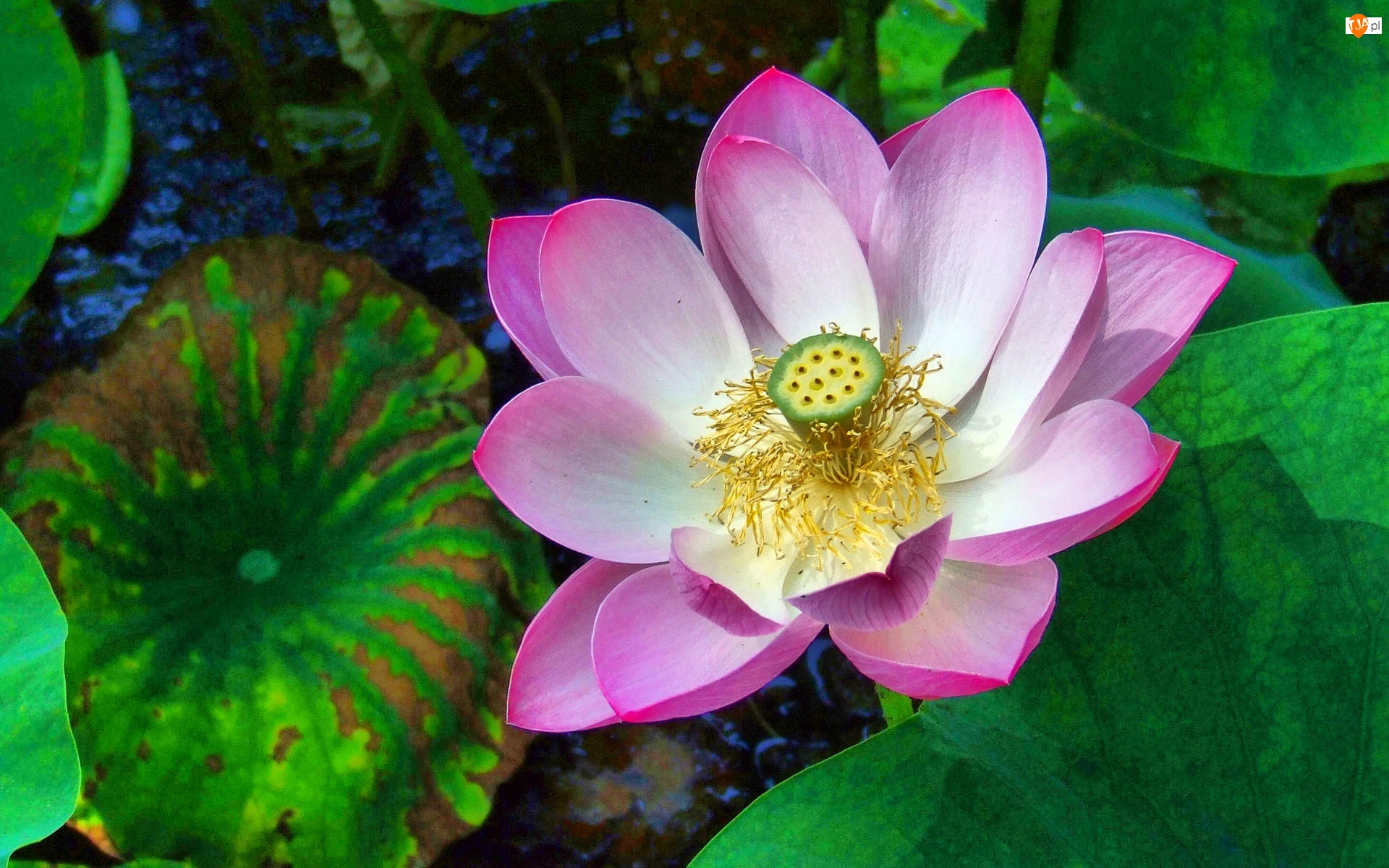 Kwiat, Lotos, Różowe, Płatki