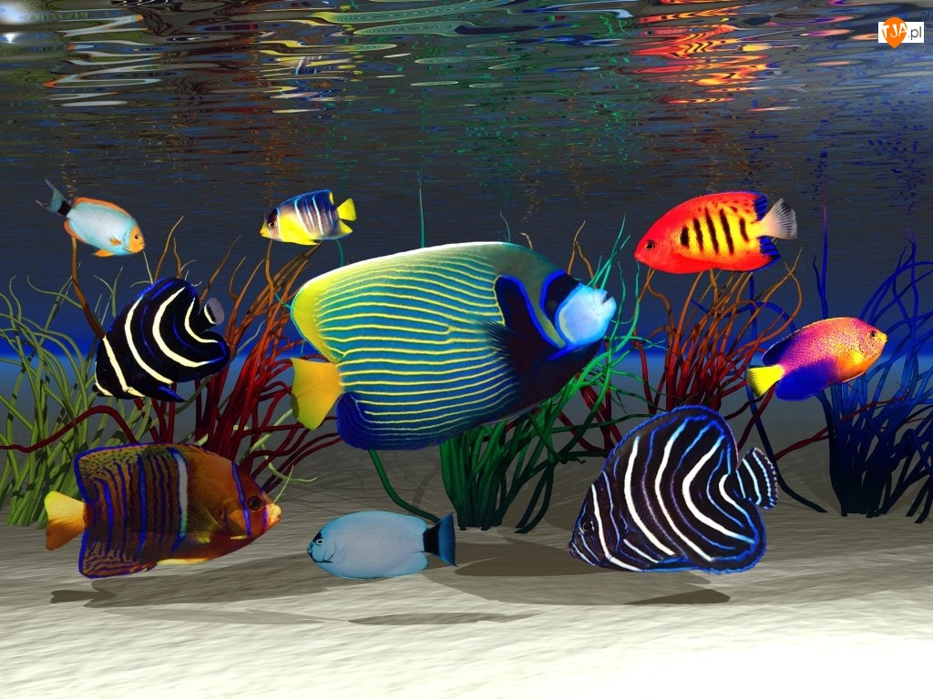 Rybki, Roślinki, Akwarium, Piasek, Kolorowe, Woda - Tapety.Tja.pl