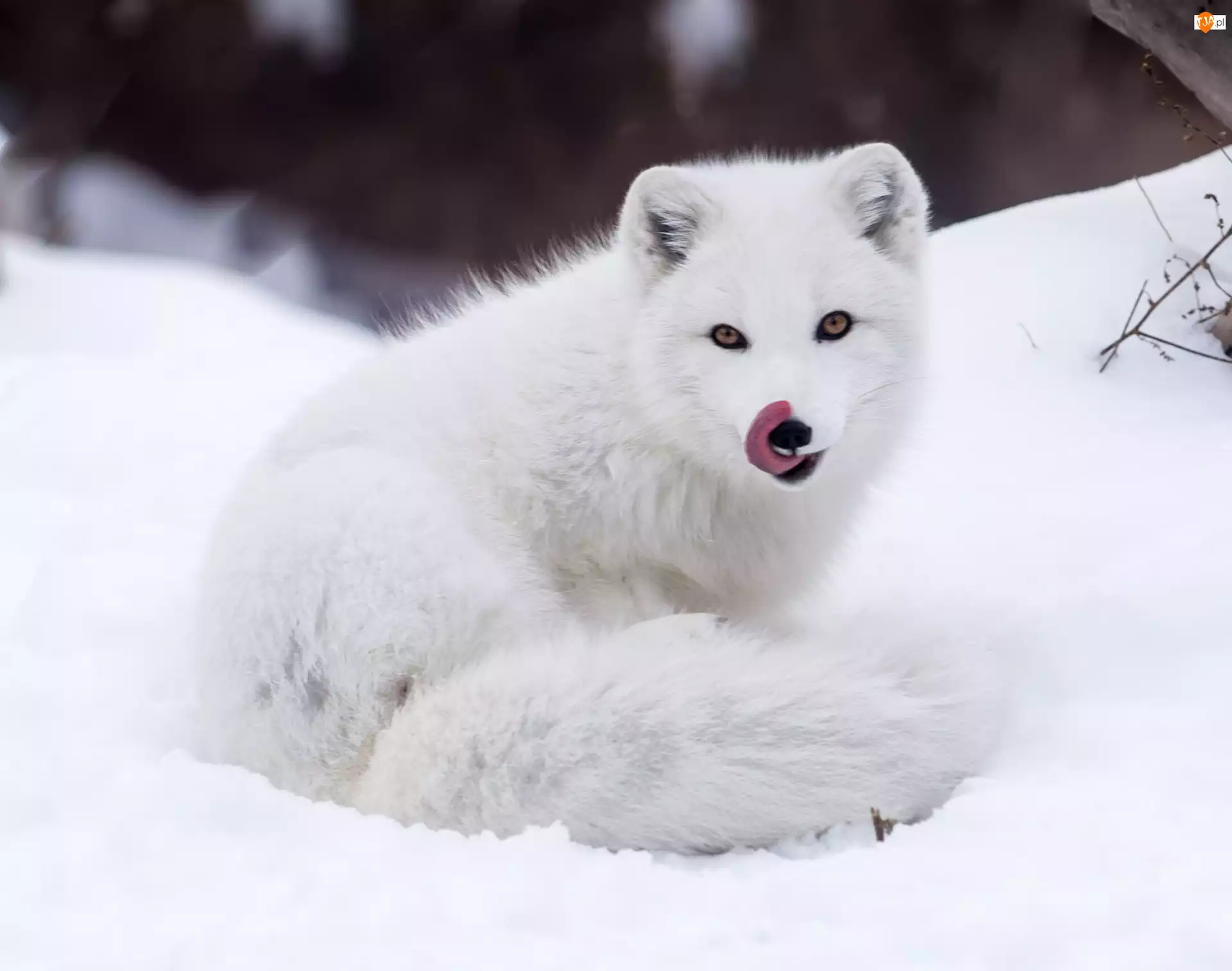 Lis Polarny Lis Polarny