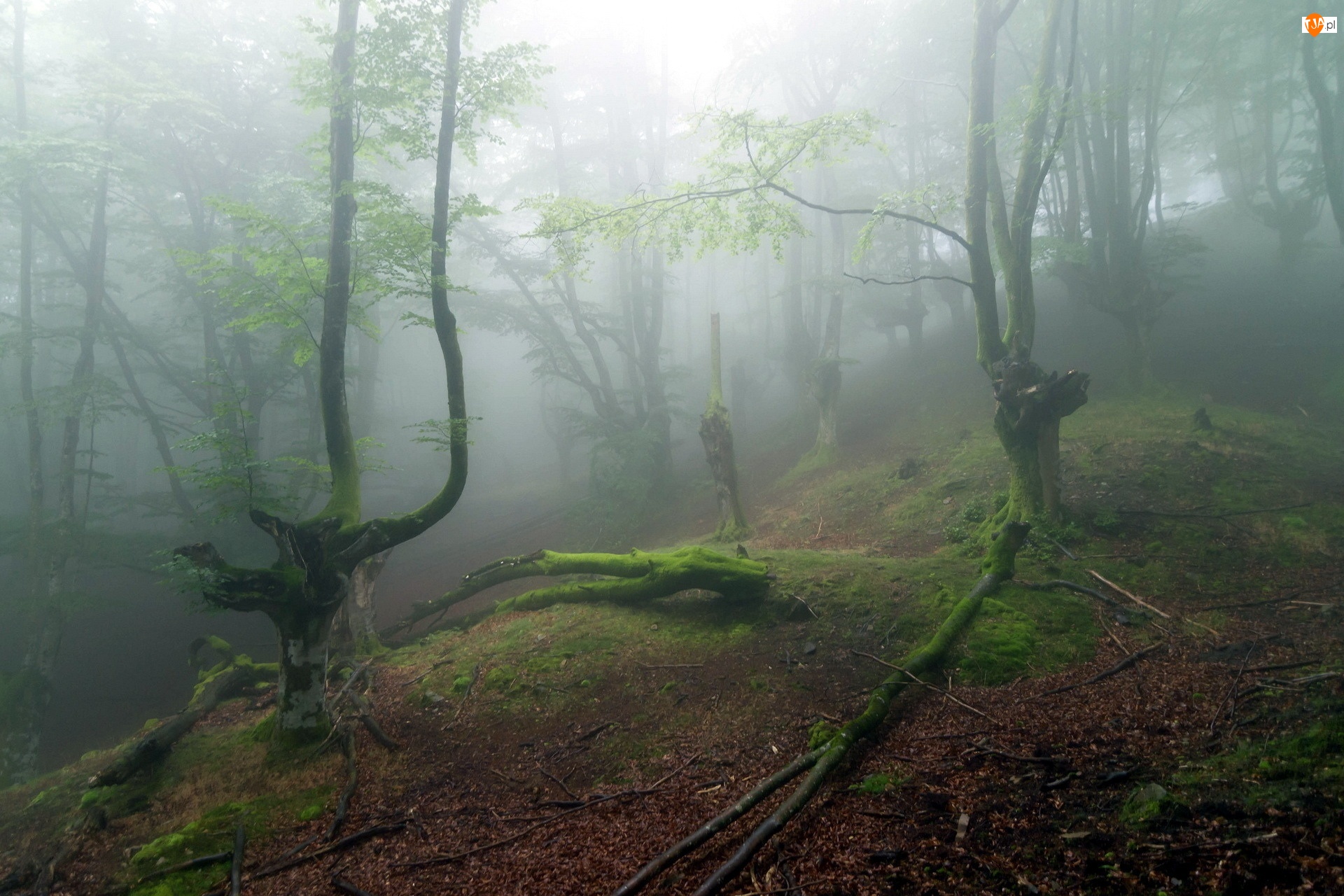 Mgła, Las
